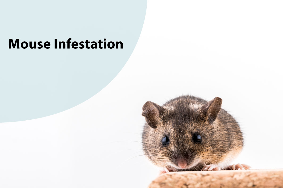 Top Reasons Why Rat & Mouse Infestations Are a Health Hazard