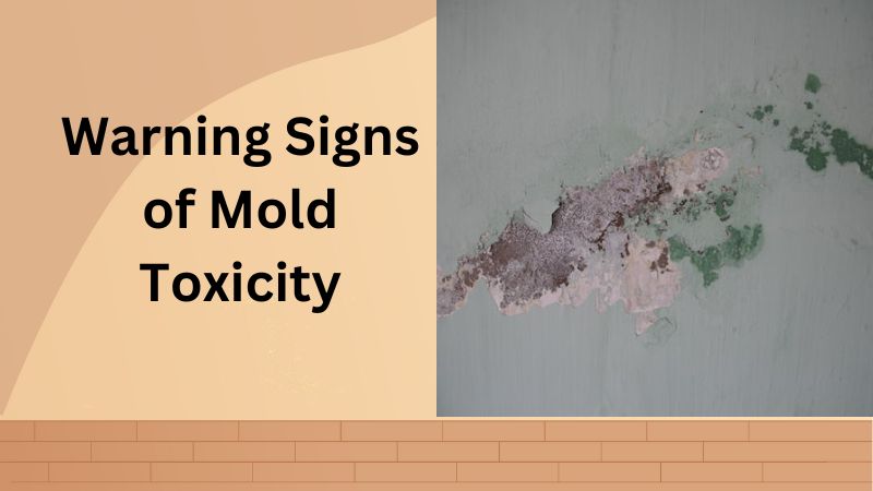Mold Toxicity: Short-Term & Long-Term Mold Exposure Symptoms And Effects